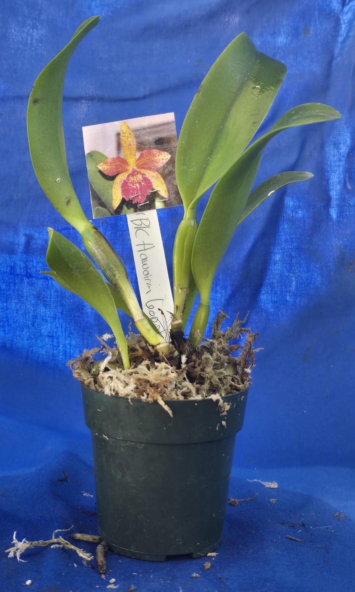 Fragrant Cattleya Orchid Blc Hawaiian Leopard "mei Ling" Live Plant ...