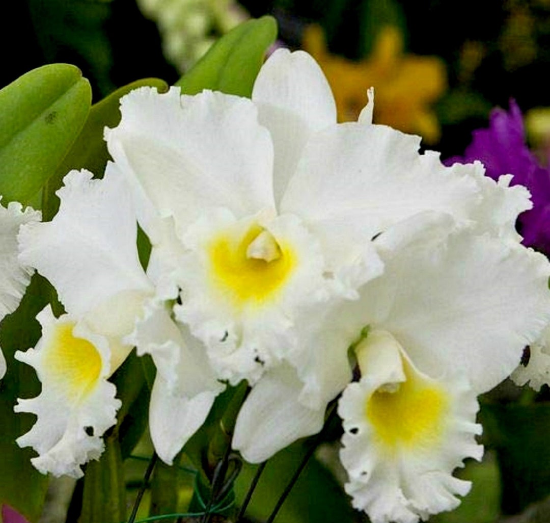 Cattleya Orchid in Sheath White Fragrant Flowet~blc Ong Ty-ngo 'koko ...