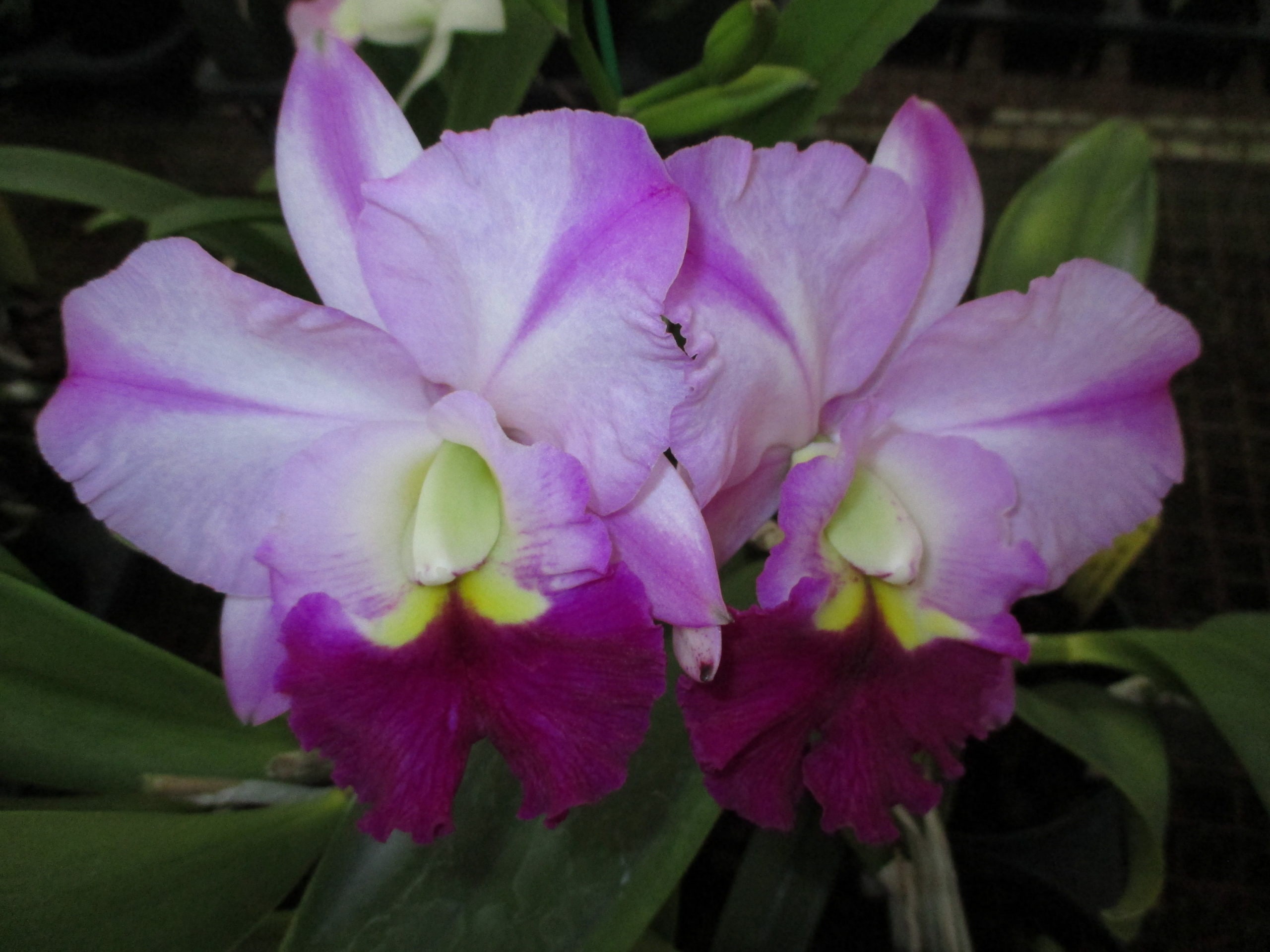 Cattleya Orchids for Sale Etsy UK