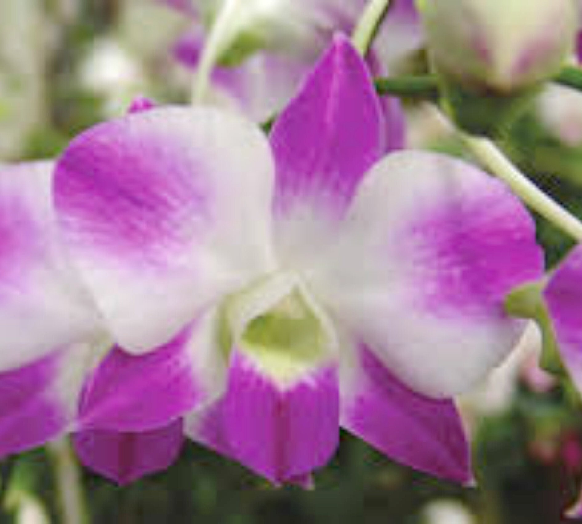 Dendrobium Orchid Seedling Plug Pink Dendrobium Waipahu Pink - Etsy