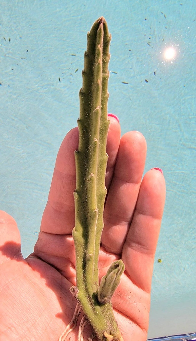 Stapelia Leendertziae Cutting Rooted Live Plant-black Bell - Etsy