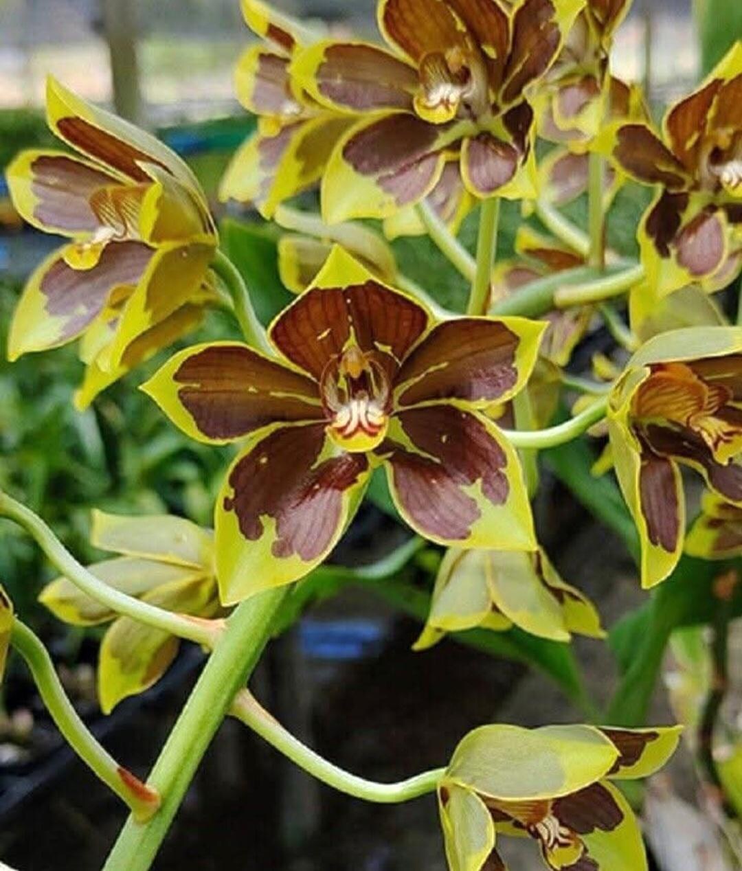 Grammatophyllum Orchid Lazarus Mocha Live Plant - Fragrant Chocolate ...