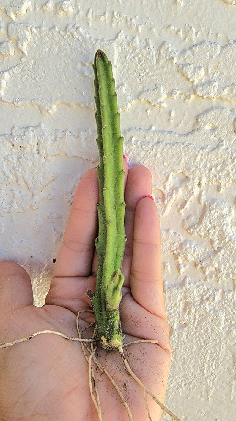 Stapelia Leendertziae Cutting Rooted Live Plant-black Bell - Etsy