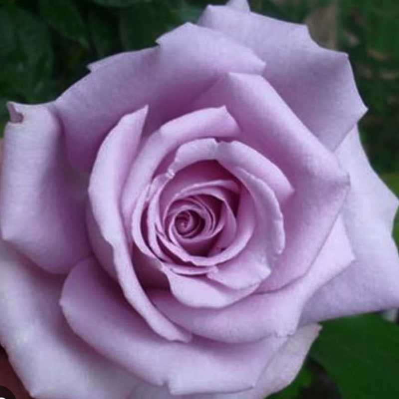 Purple Rose Bush - Etsy