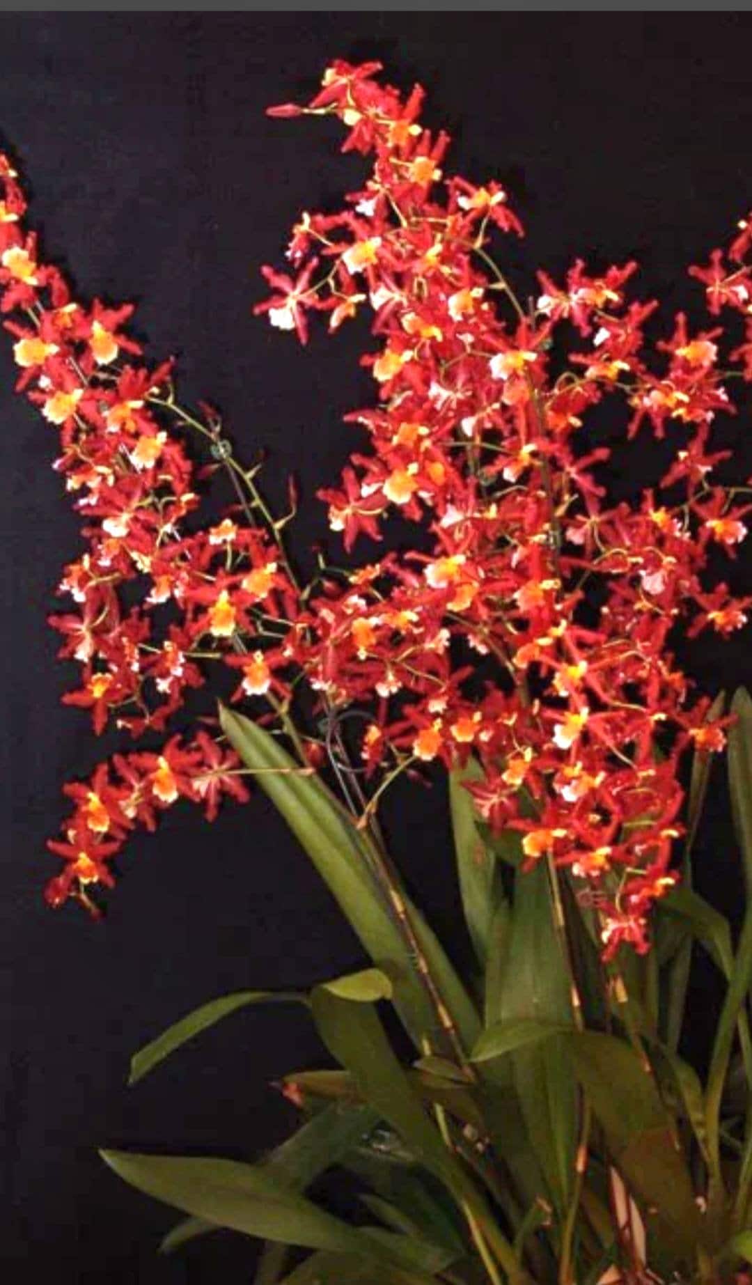 RED Oncidium Orchid Living Plant-wilsonara Fragrant Flowers~pansy ...