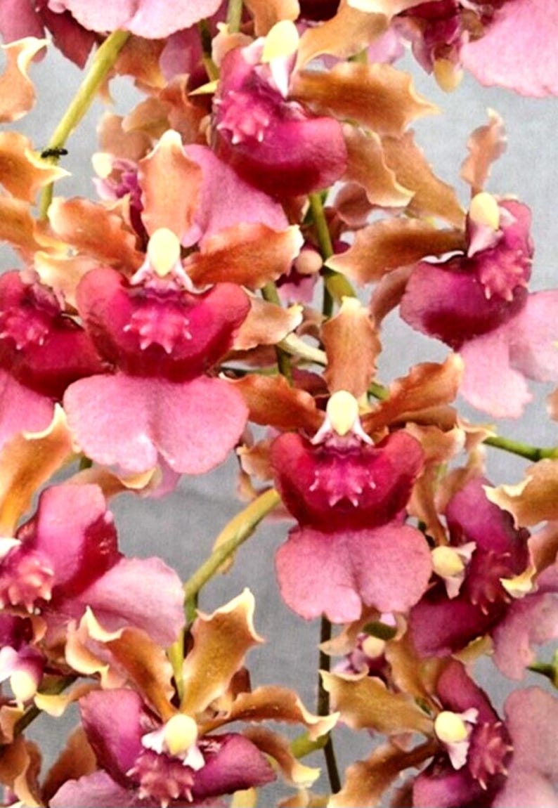 Fragrant Flowers Oncidium Orchid Pacific Sunrise Hakalau - Live Plant ...