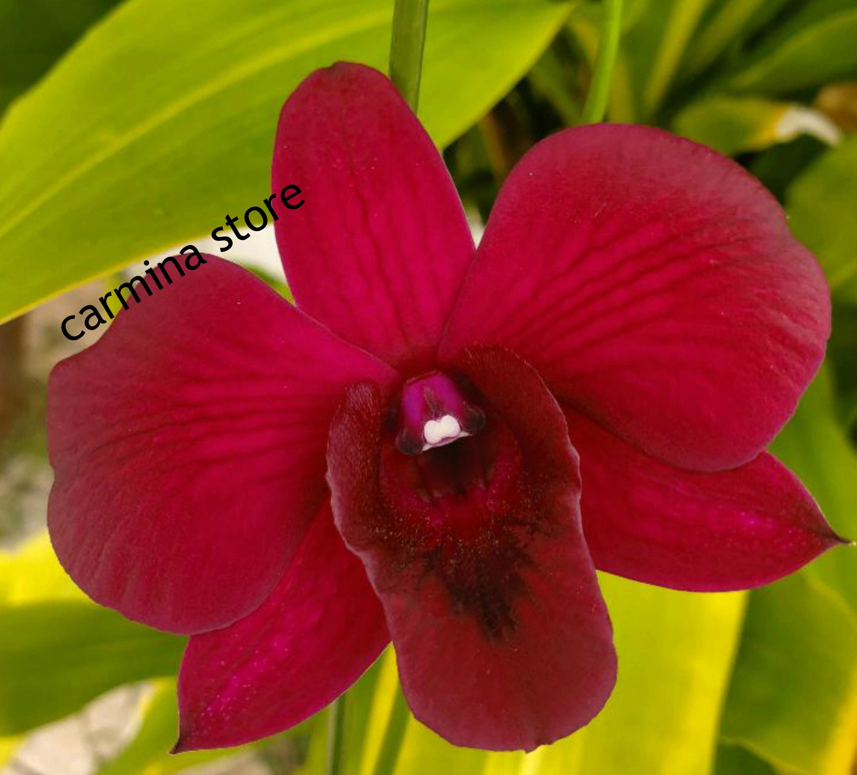 Dendrobium Orchids for sale | Only 3 left at -75%