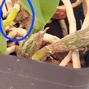 Fragrant Orchid Cattleya BLC Robert Choice dee Live Plant - Etsy