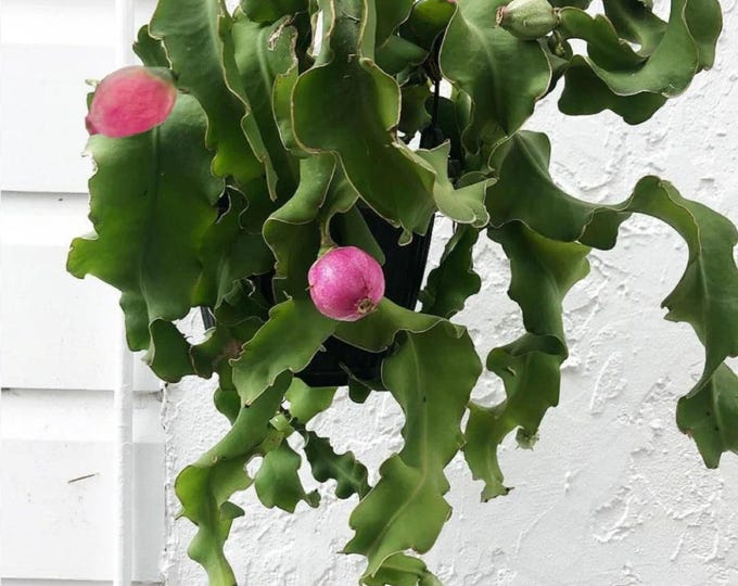 Curly Epiphyllum Cactus Cutting Rooted, Fragrant Flower - Etsy