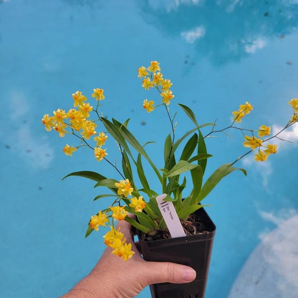 Miniature Orchid - Etsy