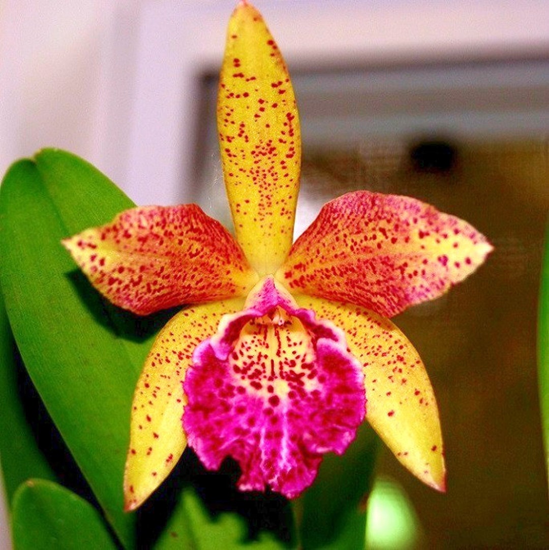 Fragrant Cattleya Orchid Blc Hawaiian Leopard "mei Ling" Live Plant ...