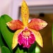 Fragrant Cattleya Orchid Blc Hawaiian Leopard "mei Ling" Live Plant ...
