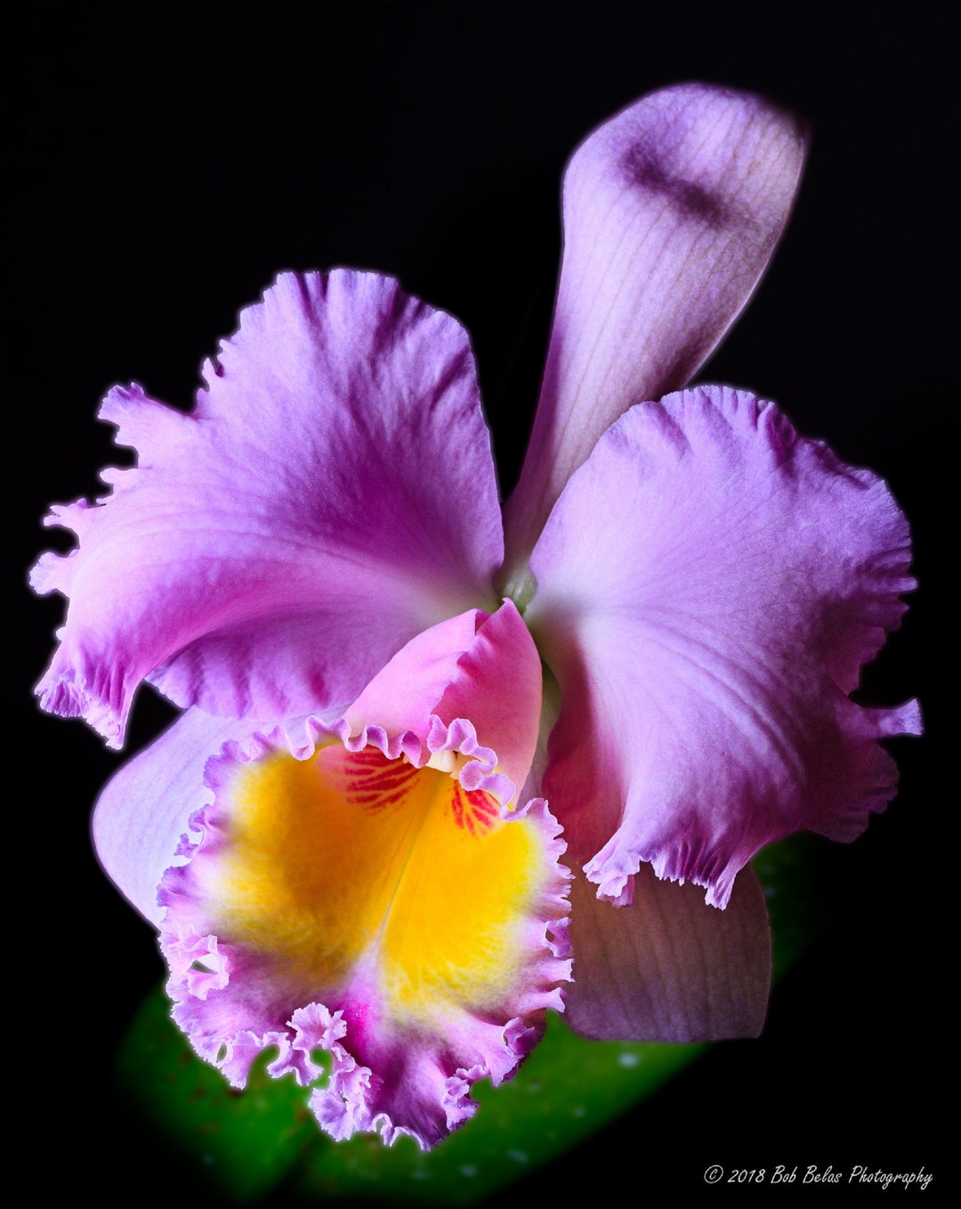 Orchid Seedling Plug Cattleya Marcella Koss "pink Marvel" Fragrant ...