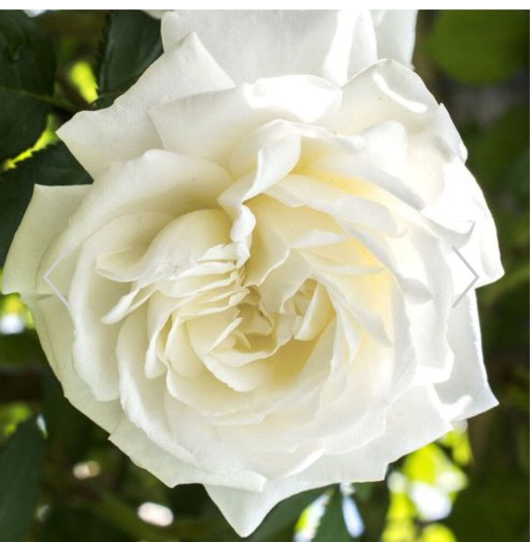 Fragrant White Rose Live Plant " White Cloud"~heirloom Roses~climbing ...