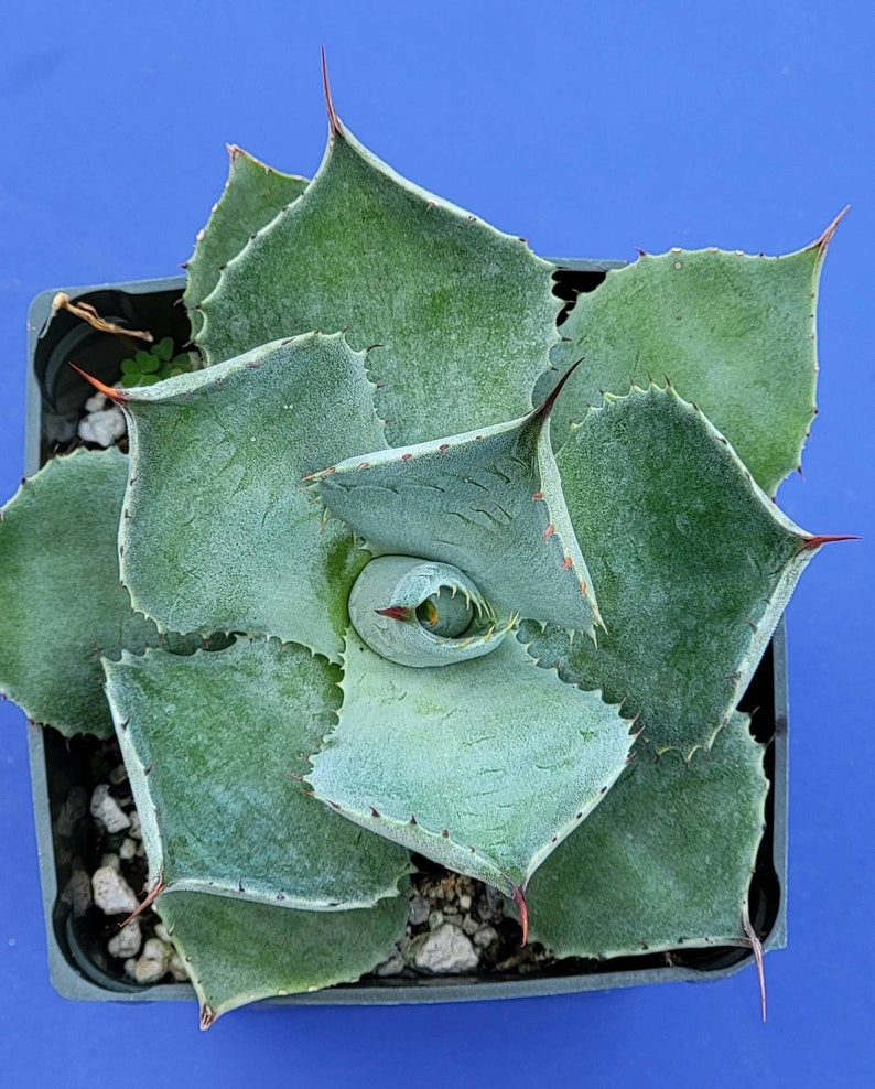 Agave Desert Rose Confederate Rose Large Live Plant - Etsy