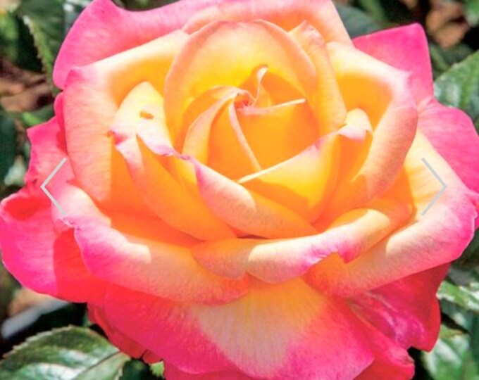 Fragrant Orange Peach Rose Live Plant~"chicago Peace " Fragrant Hybrid ...
