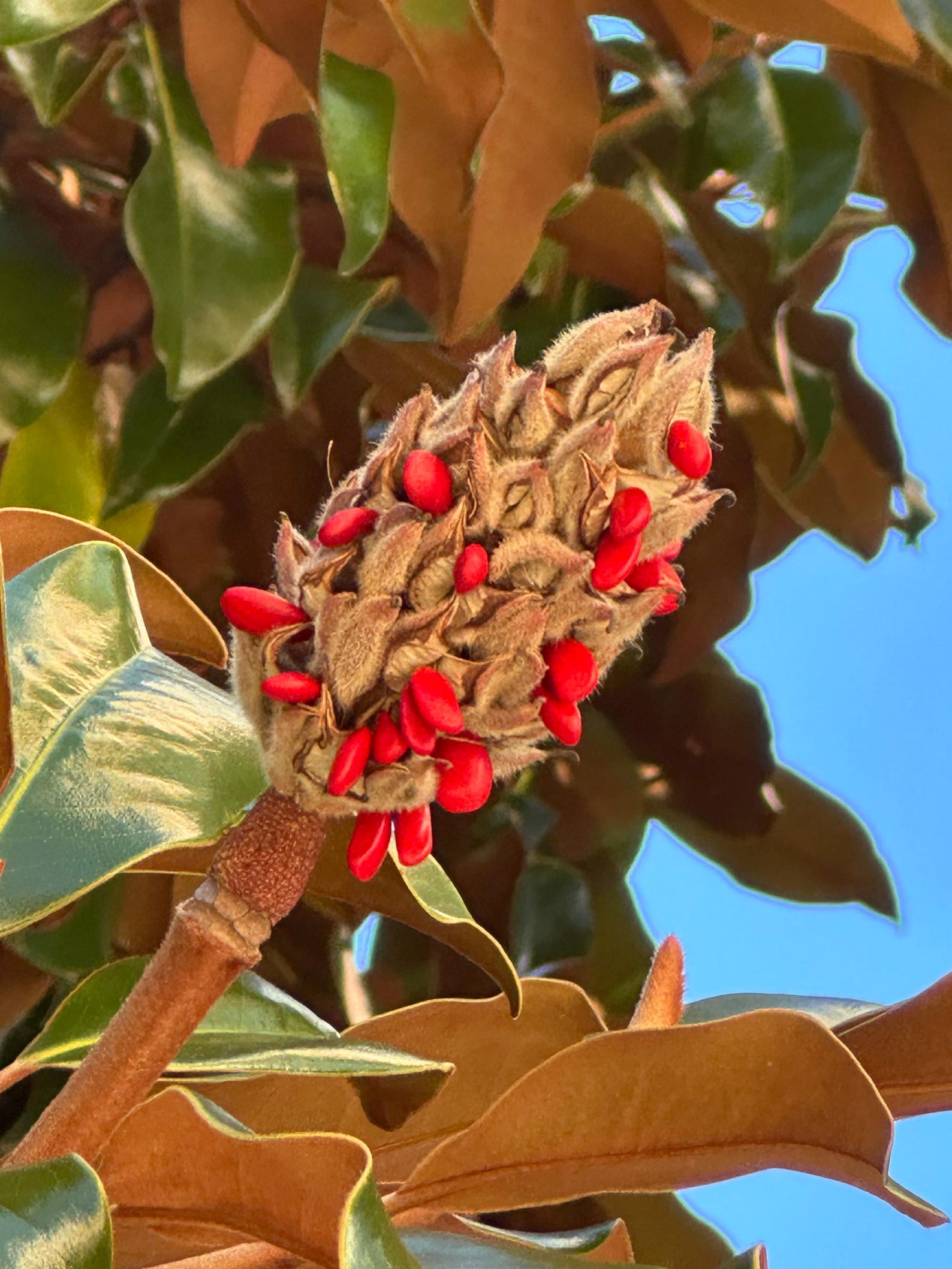 15 Fresh Magnolia Tree Seeds - Etsy