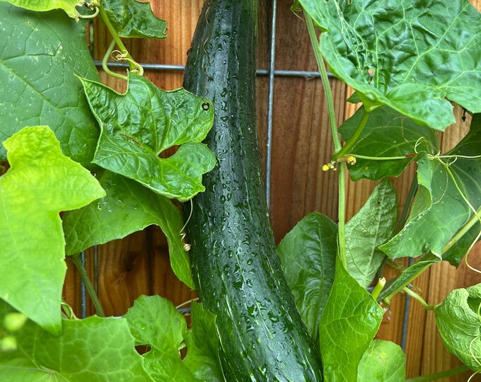 35 Organic Loofah Seeds Luffa Edible Squash Sponge Harvest Non-gmo ...