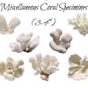 Natural CRUSHED Seashell Cabinet Handles Pulls and Knobs for Coastal ...