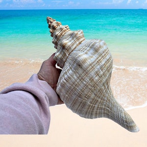 Large Florida Horse Conch Shell: Natural Coastal Decor (10-13") - Etsy