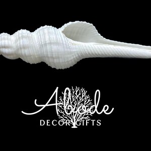 White Spindle Shells (5-6"): Natural Coastal Decor, Beach Wedding - Etsy