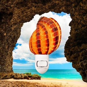 Major Harp Seashell: Coastal Beach Nautical Decor, Collector's Shell - Etsy