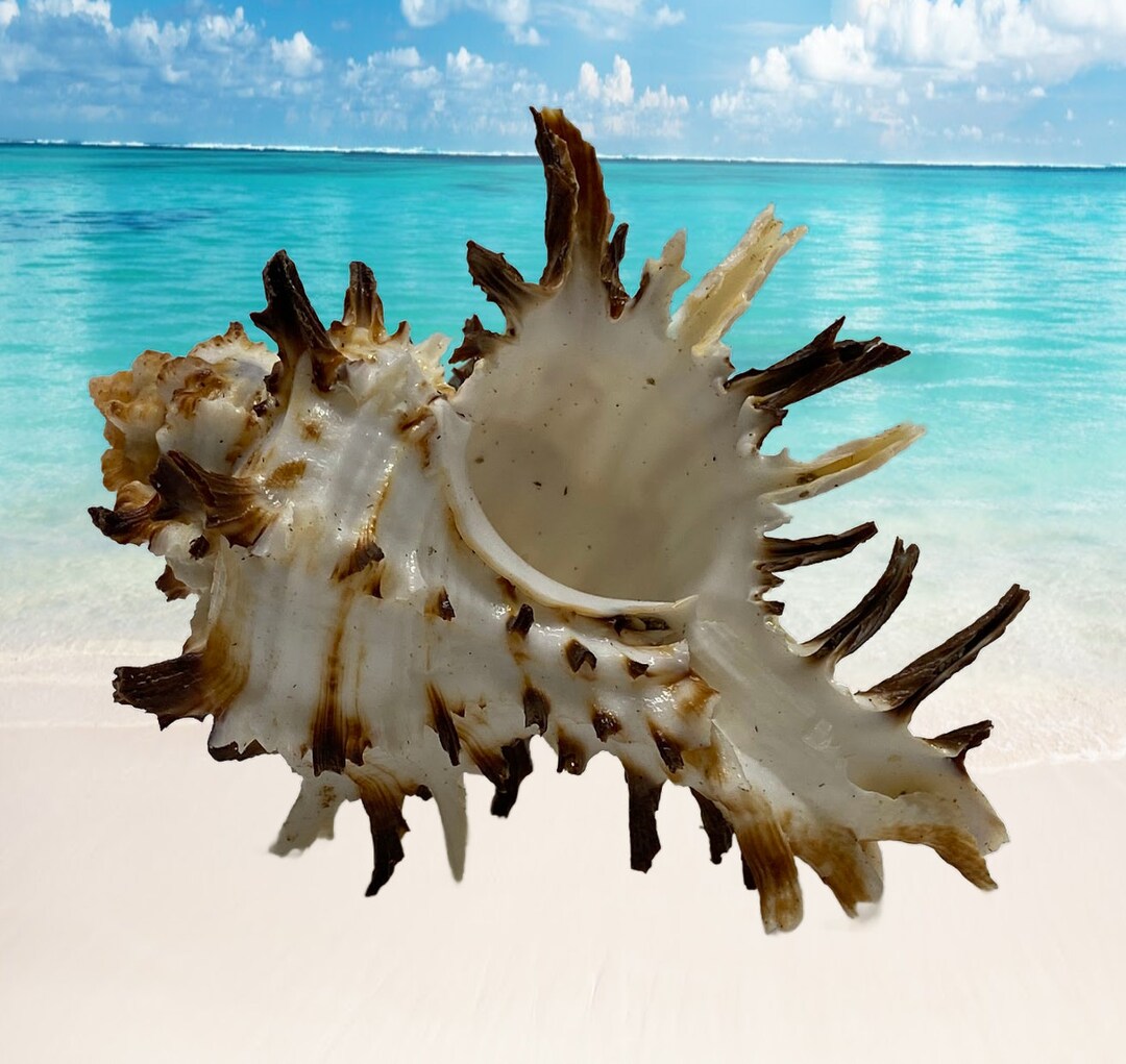 Radix Murex Black White and Brown Seashells for Nautical Beach and ...