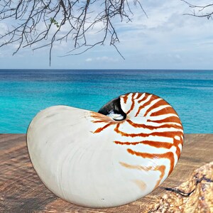 Chambered Nautilus Seashell for Display/nautilus POMPILIUS for Coastal ...