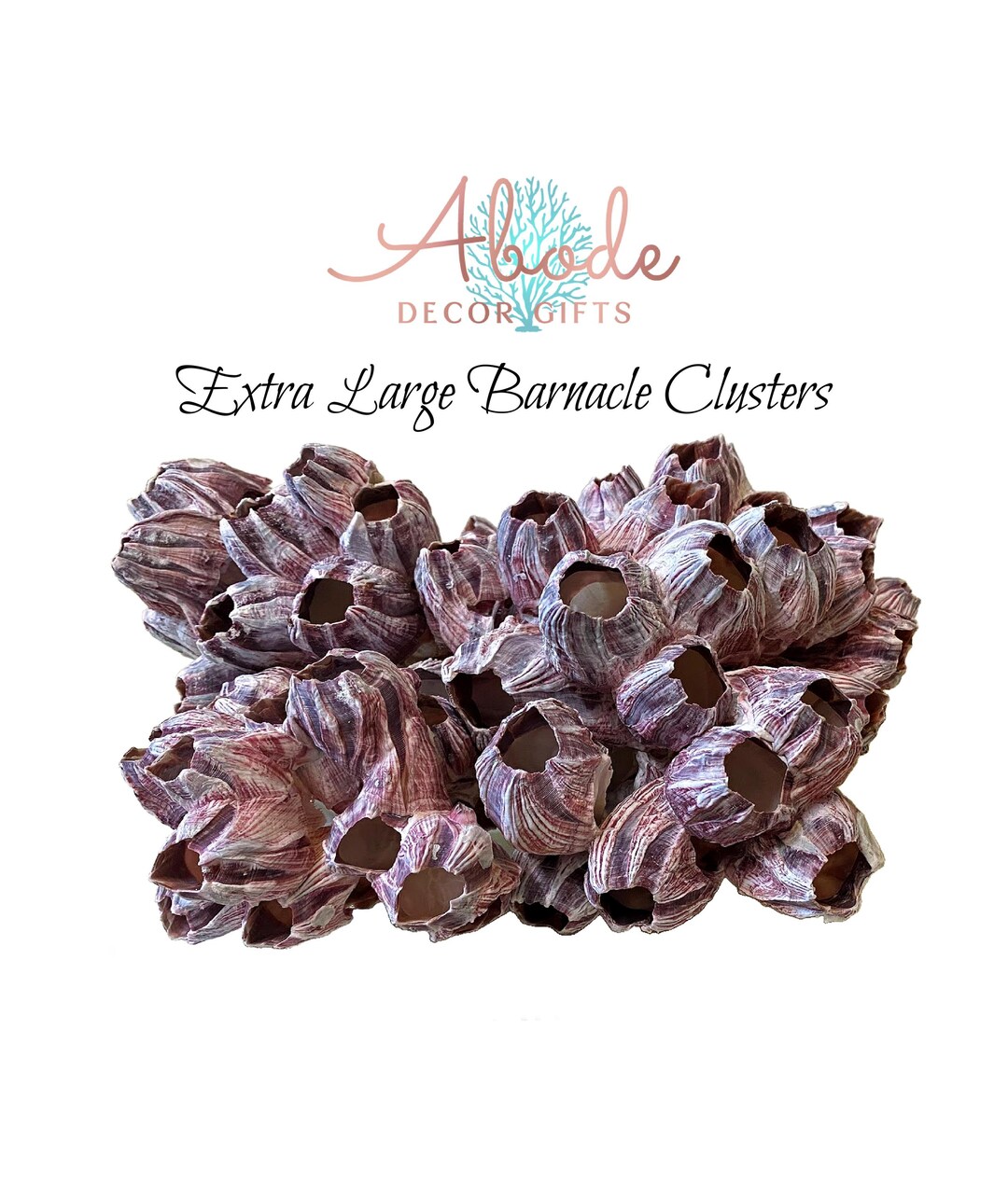 Authentic Barnacle Clusters for Coastal and Beach Decor, Nautical ...