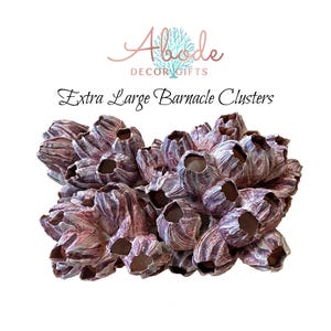 Authentic Barnacle Clusters for Coastal and Beach Decor, Nautical ...