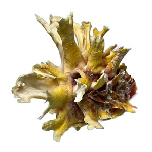 Jewel Box Seashell for Display/chama LAZARUS for Coastal Beach and ...