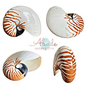 Large Chambered Nautilus Seashell: Coastal Nautical Decor, Collector's ...