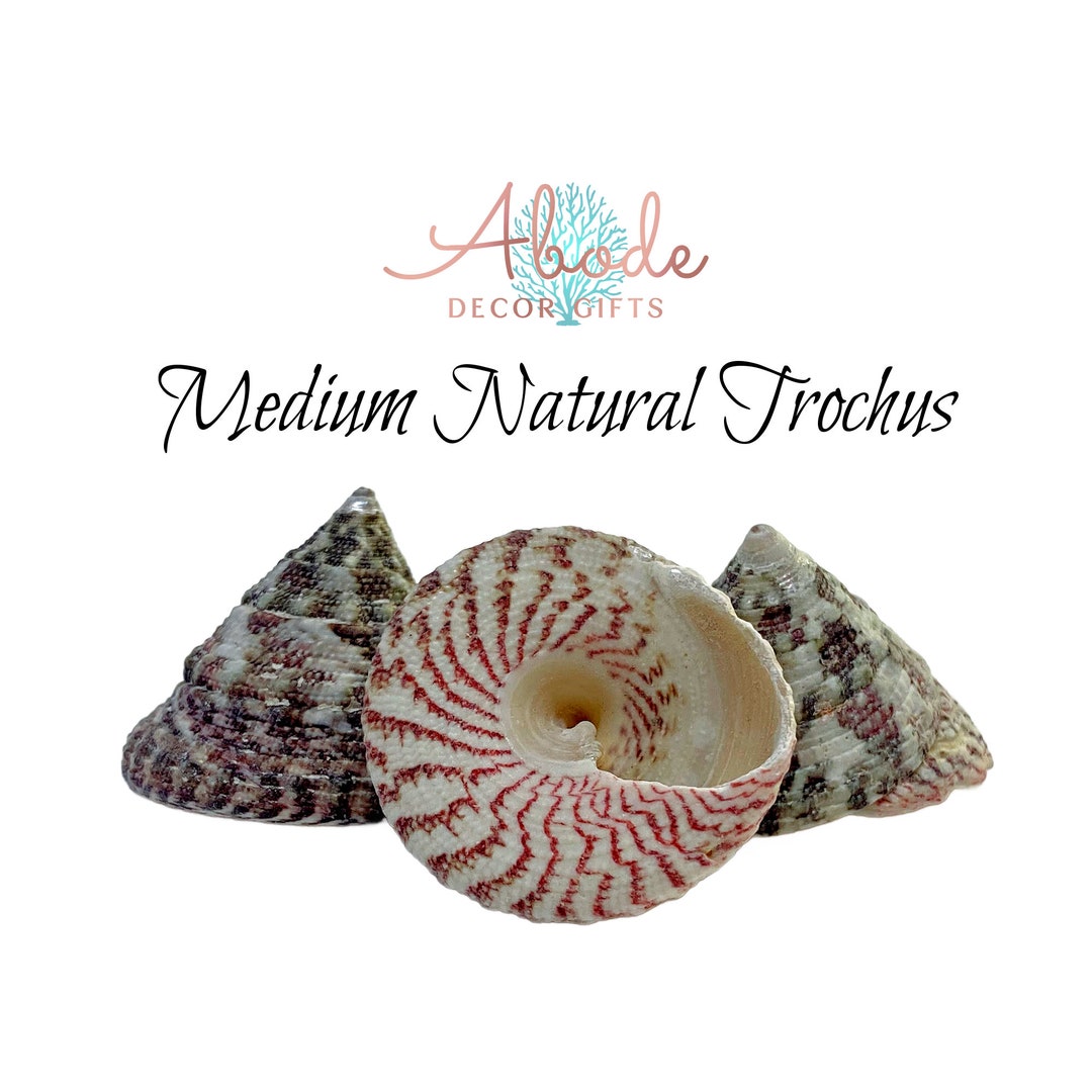 Medium Natural Trochus Seashells for Nautical Coastal and Beach Decor ...