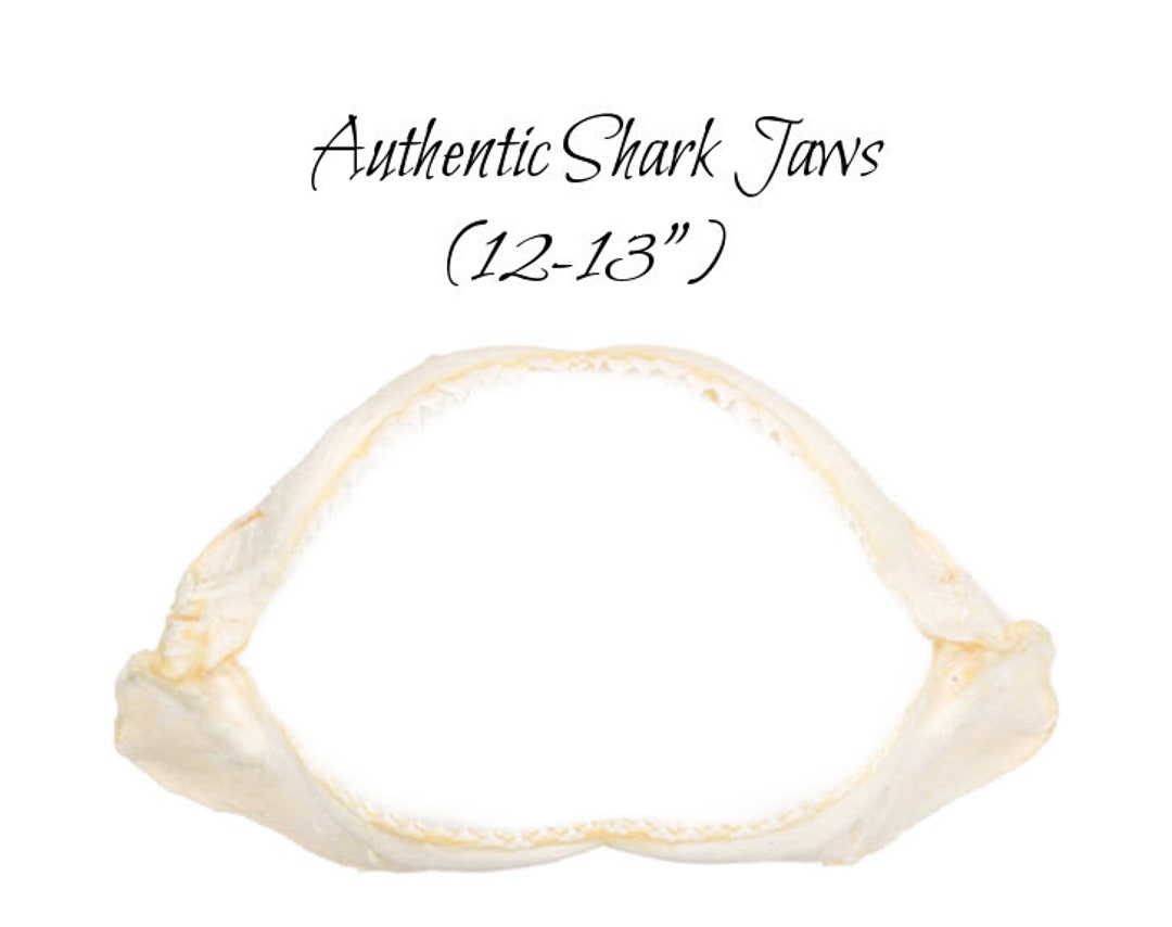 Genuine Nautical Shark Jaw Piece for Coastal Display, Authentic Shark ...