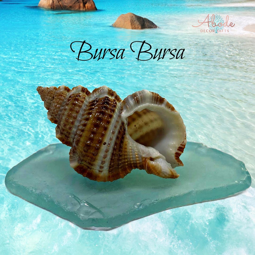 Bursa Bursa Seashells: Nautical Coastal Decor, Crafting Shells (1-1 3/4 ...