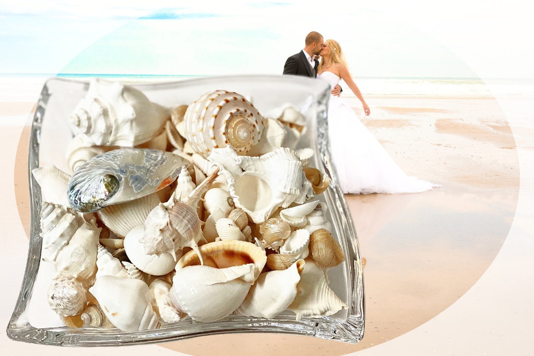 Wedding Seashell Mix, Coastal Beach Wedding Decor, Nautical Crafting Shells and Vase Filler - Etsy