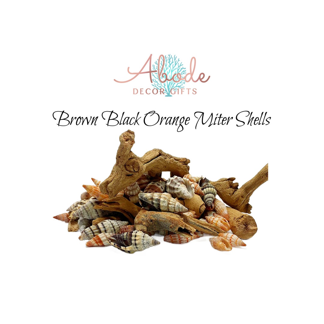 Miter Shell Mix: Nautical Coastal Decor, Crafting Shells - Etsy