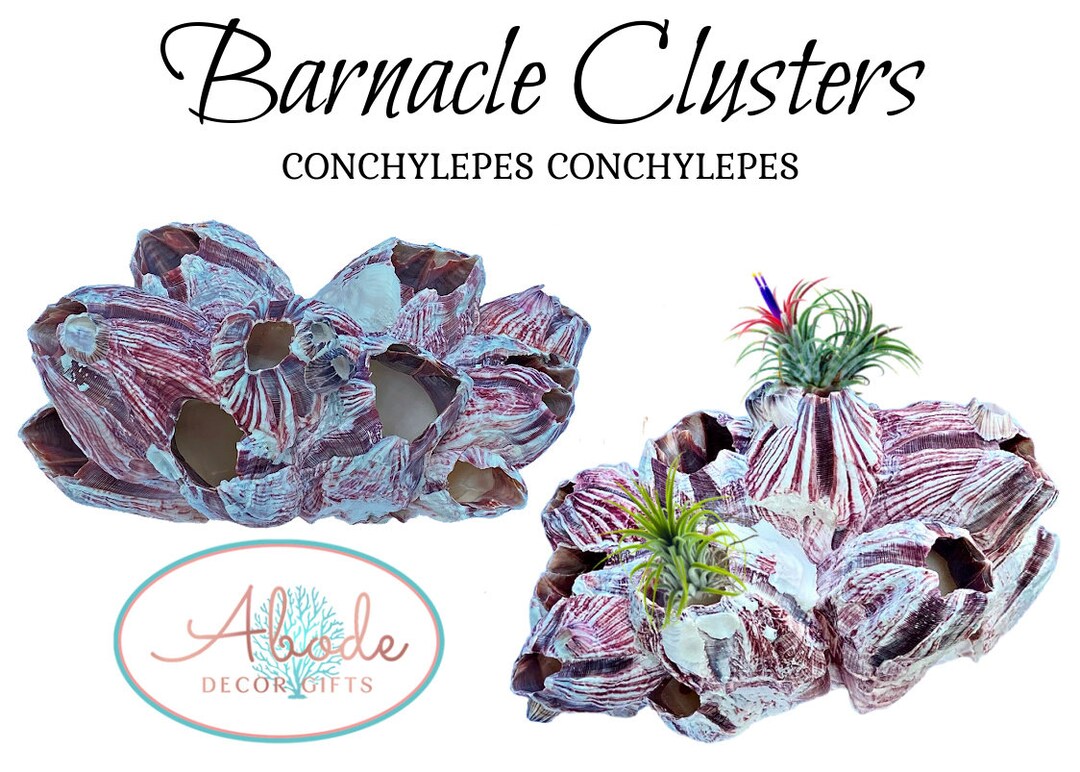 Authentic Barnacle Clusters for Coastal and Beach Decor, Nautical ...