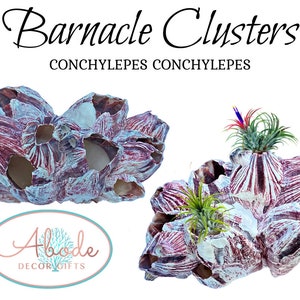 Authentic Barnacle Clusters for Coastal and Beach Decor, Nautical ...