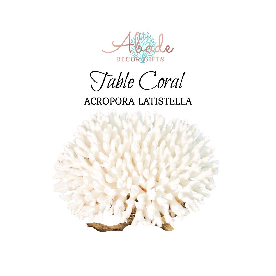 White Table Coral for Nautical Beach and Coastal Decor, Natural Reef ...