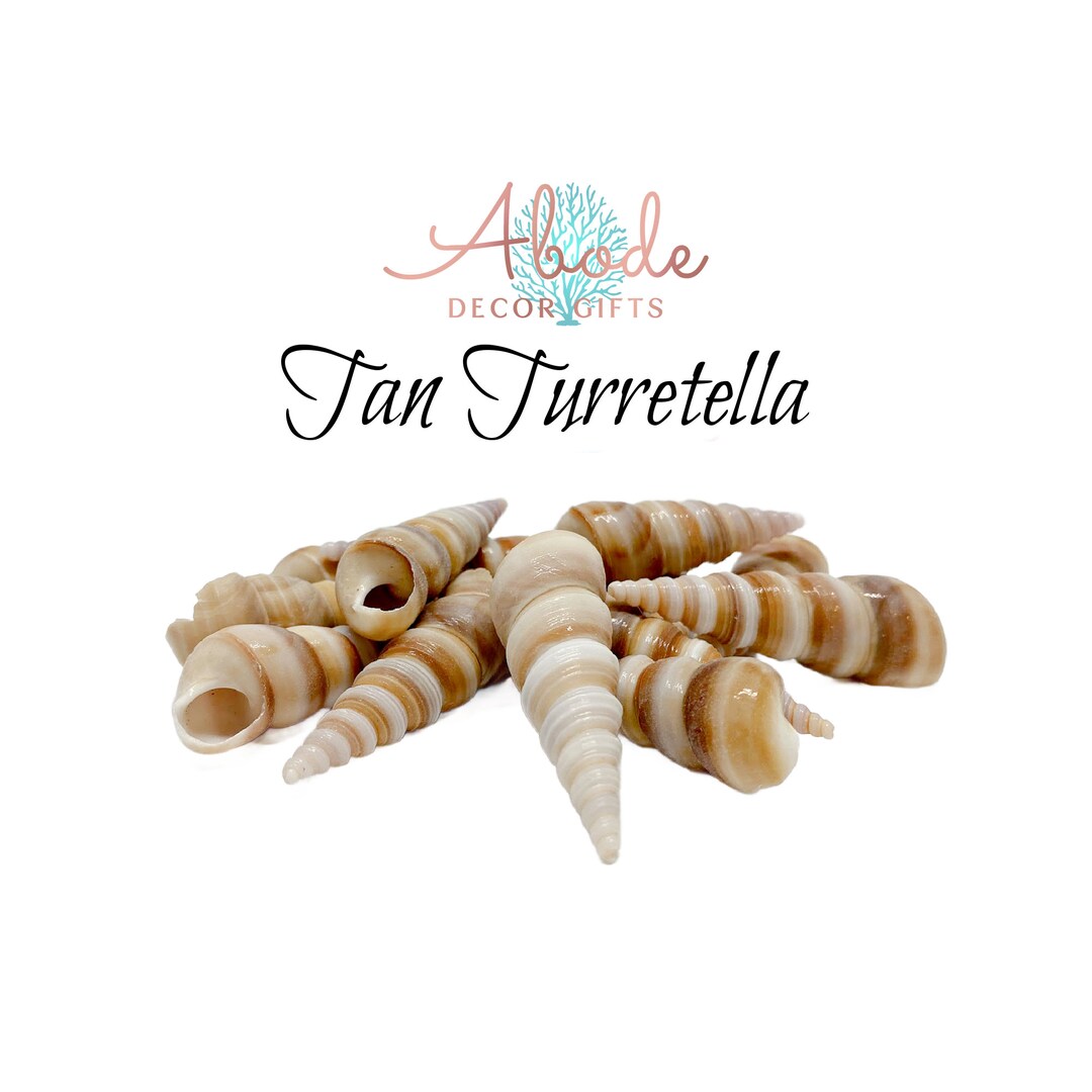 Tan Turretella Seashells for Nautical Coastal and Beach Decor and ...