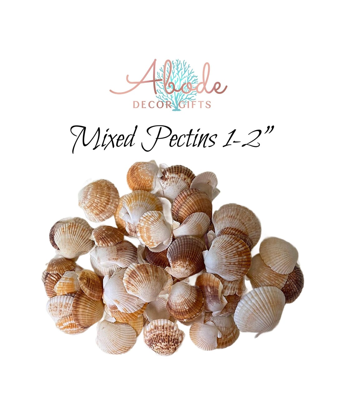 1/2 LB Natural Mixed Pectin Shells for Nautical Decor and Beach Decor ...
