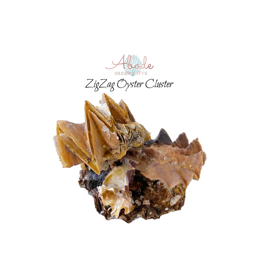 Authentic Zigzag Oyster Clusters for Coastal and Beach Decor, Rare Nautical Display and ...