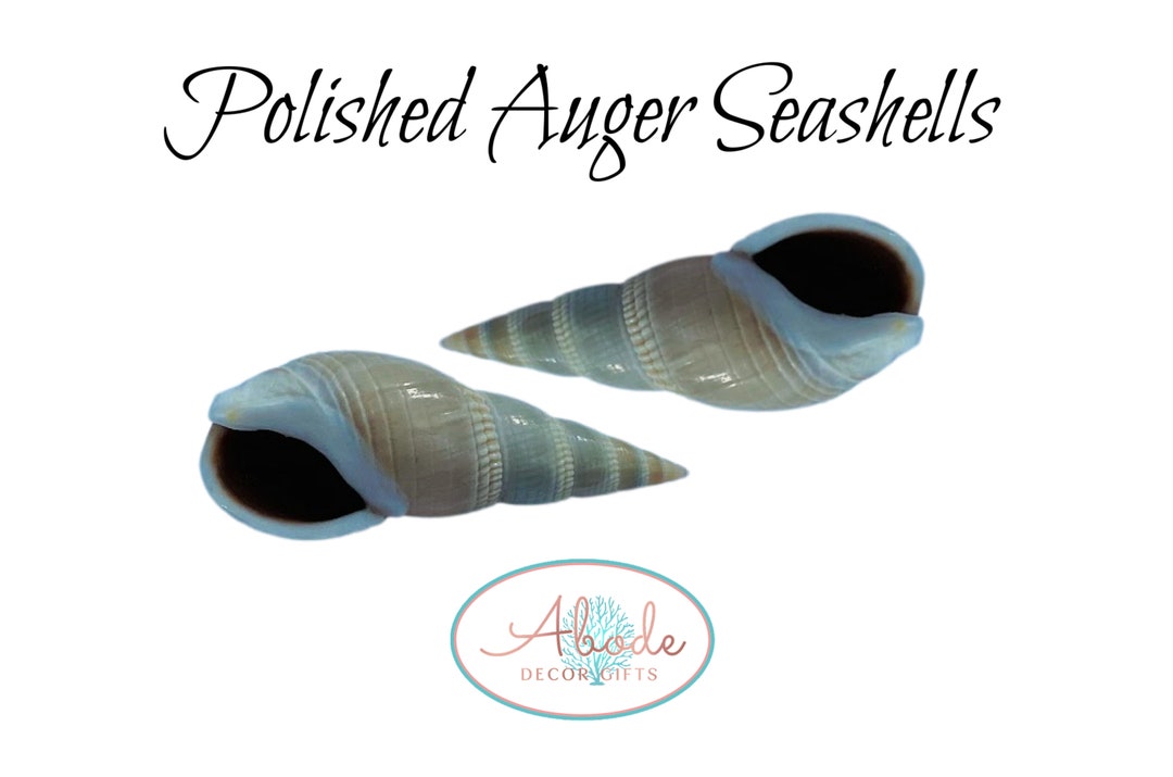 Polished Auger Seashells for Nautical Beach and Coastal Display and ...