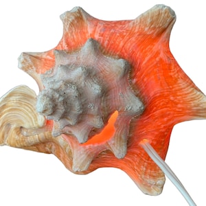 Conch Shell Lamp, Seashell Light for Beach Coastal and Nautical Decor ...