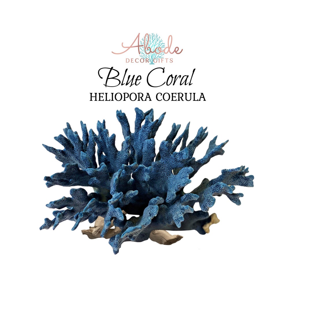 Genuine Blue Reef Coral: Natural Coastal Decor (5-7 Inch) for Nautical ...