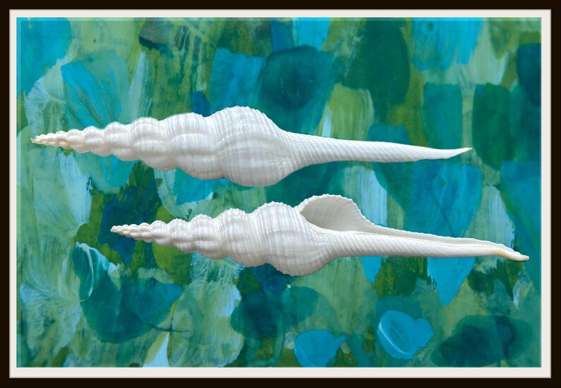 White Spindle Shells (5-6"): Natural Coastal Decor, Beach Wedding - Etsy