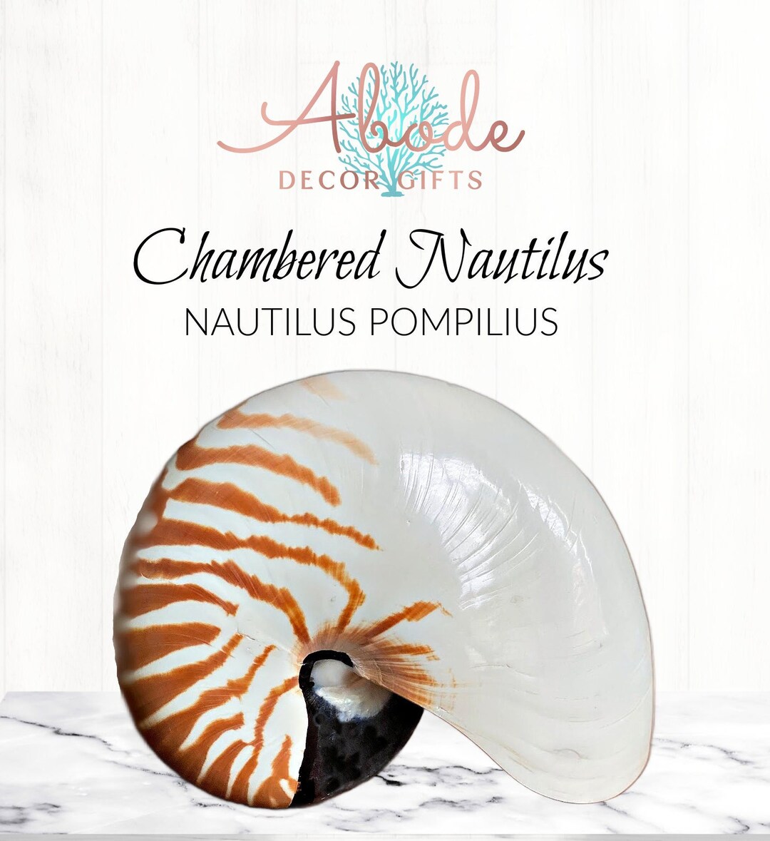 Chambered Nautilus Seashell for Display/nautilus POMPILIUS for Coastal ...