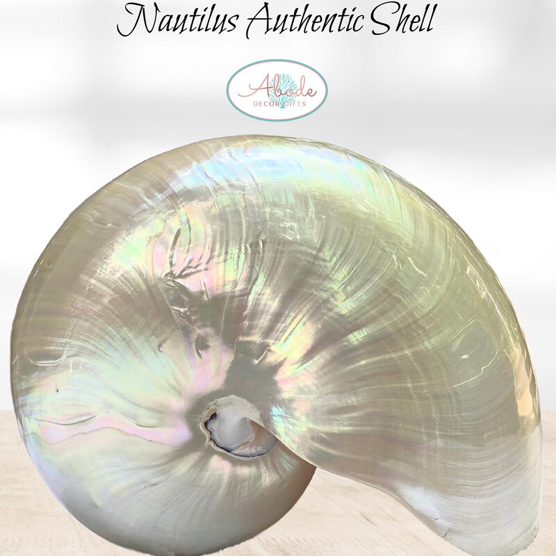 Chambered Nautilus - Etsy