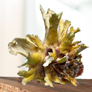 Jewel Box Seashell for Display/chama LAZARUS for Coastal Beach and ...